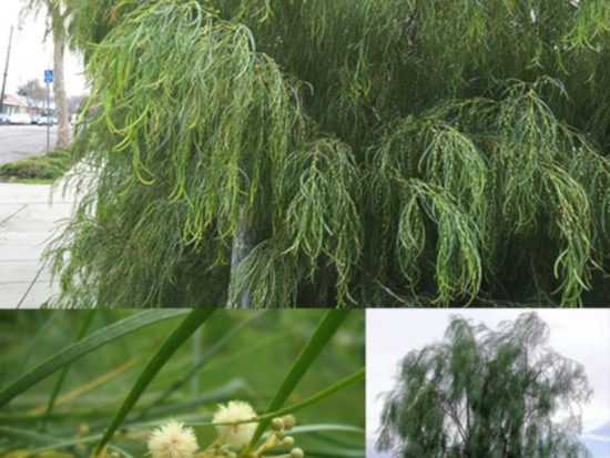 Shoestring acacia