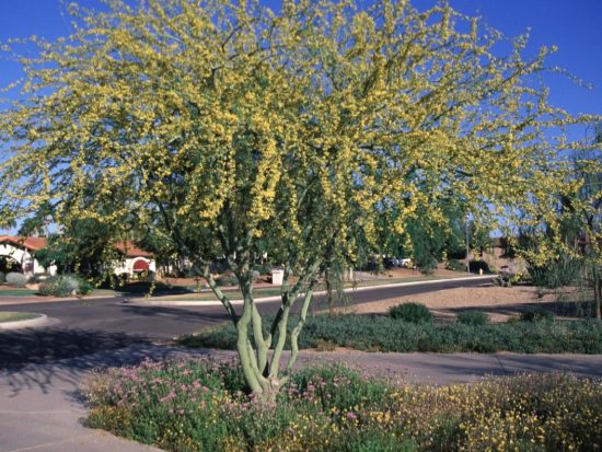 Palo Brea Tree Guide