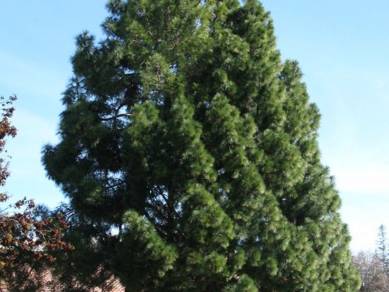 Canary Island pine
