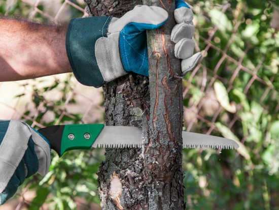 Tree Pruning Phoenix, AZ - Design Tree Maintenance Inc - 623-587-8170