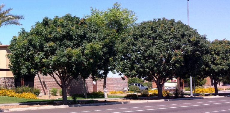 Pistacia Chinensis Red Push Pistache Tree